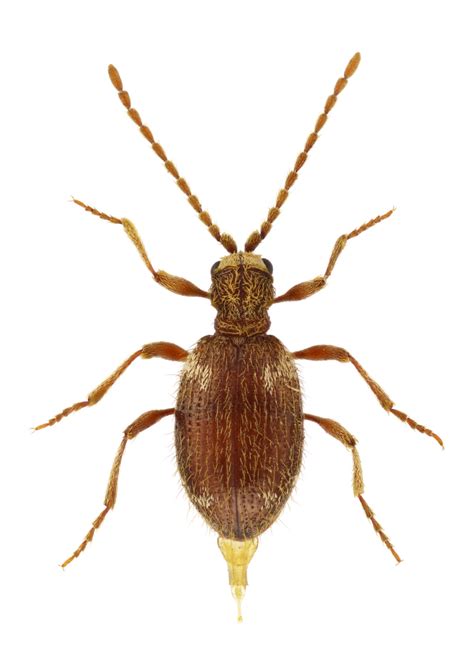 8 Most Common Bugs That Look Like Bed Bugs Complete Guide