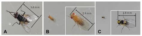Comparison Of The Test Flies With Different Body Sizes Housefly A Download Scientific