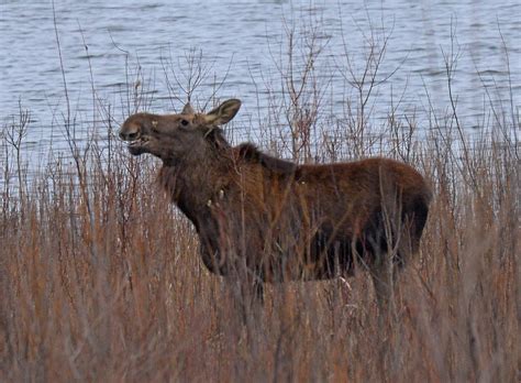 У Чорнобильському заповіднику зафіксували рекордну кількість лосів