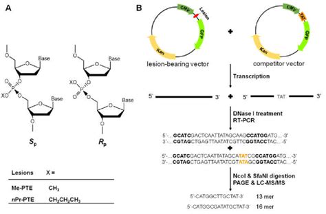 Schematic Diagrams Depicting The Sp And Rp Diastereomers Of Download Scientific Diagram
