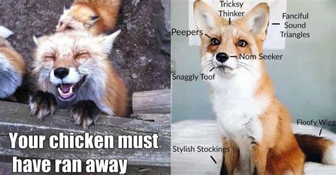 The 26 Funniest Fox Memes Ranked
