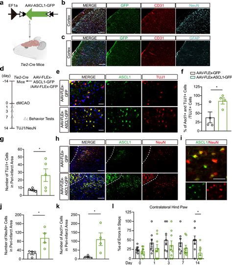 Overexpression Of Ascl1 In Brain Endothelial Cells Increases