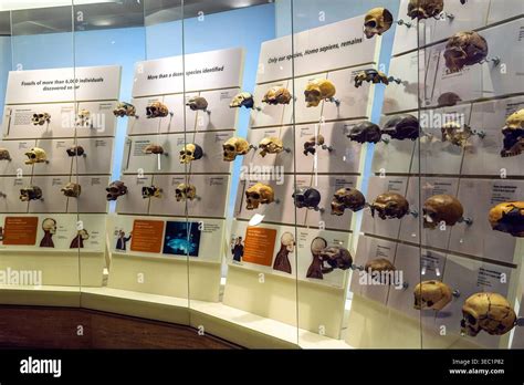 Skulls Of Early Hominids Including Neanderthals And Homo Sapiens