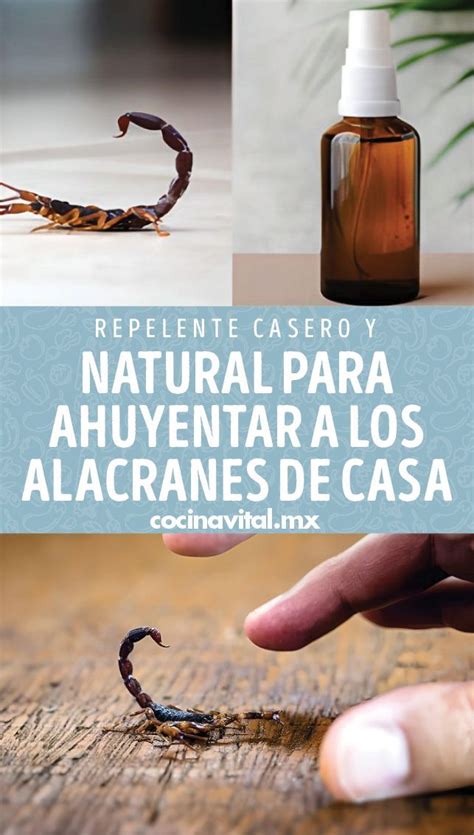 Repelente Casero Y Natural Para Ahuyentar A Los Alacranes De Casa Artofit