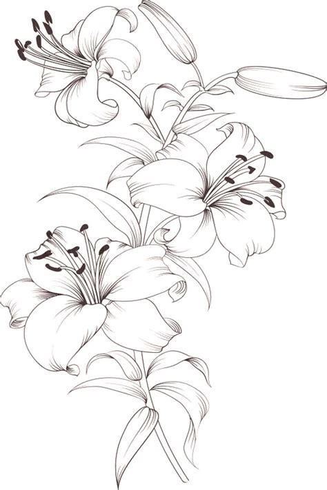 Lily Flower Drawing Outline At Anton Thomas Blog