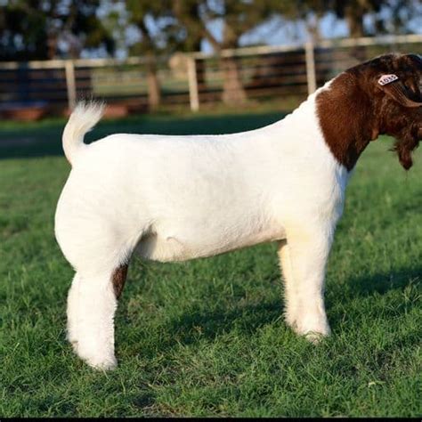 Losers Weepers Reproduction Specialty Group