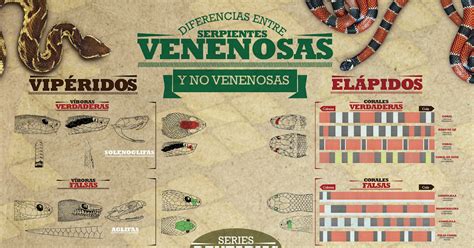 Hseq Mcc Diferencias Entre Serpientes Venenosas Y No Venenosas