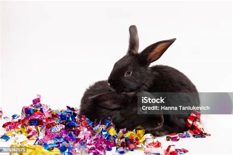 두 마리의 검은 토끼가 흰색 배경에 고립 된 색종이로 앉아 있습니다 토끼는 동부 달력에 따라 2023 년의 상징입니다 크리스마스와 새해를위한 휴일 선물 엽서 가족 시간 사랑