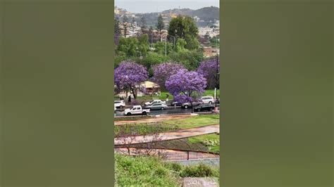 ابها شارع الفن شارع الفن ابها شجر شارع الفن ابها بالربيع Youtube