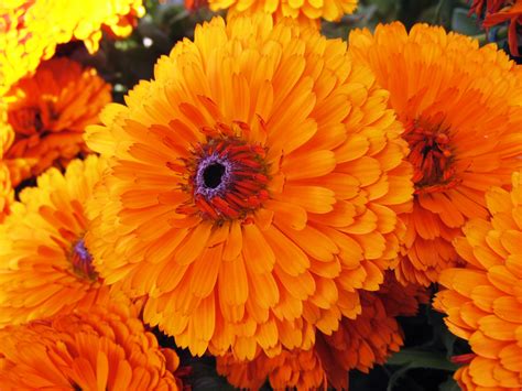 Caracteísticas e cultivo da Calêndula Calendula oficinalis PlantaSonya O seu blog sobre