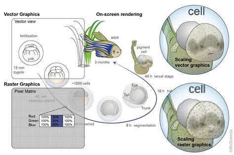 Vector Vs Raster Graphics Illuscientia Scientific Illustration