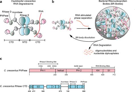 Bacterial Ribonucleoprotein Bodies Br Bodies Are Phase Separated Download Scientific Diagram