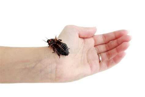 Car Cockroach Stock Illustrations 268 Car Cockroach Stock