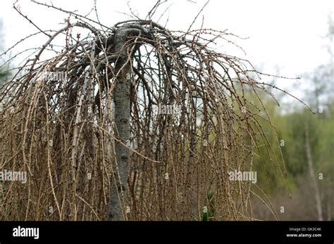 Top Of The Tree With No Leaves Closeup Stock Photo Alamy