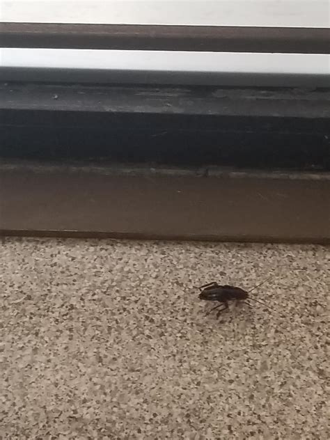 Is This A Roach R Whatsthisbug