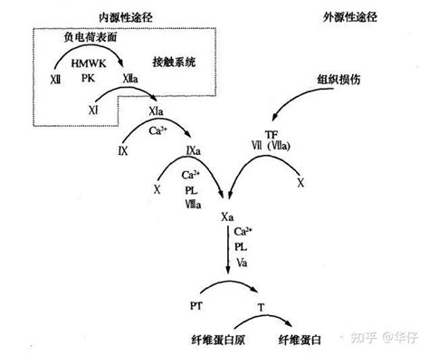 血栓与止血基础理论——凝血因子及凝血系统 知乎