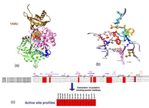 Identification Of Specificity Determining Residues Sdrs Athe Download Scientific Diagram