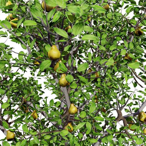 Realistic Pear Tree 3d Model All Seasons