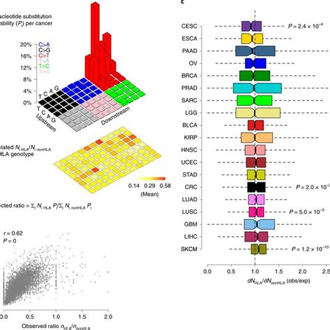 Development Of An Hla Binding Genomic Annotation To Detect Somatic Download Scientific Diagram