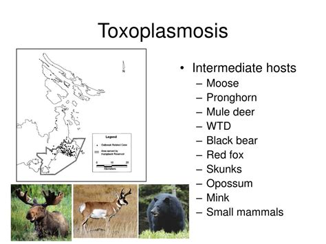 Ppt Toxoplasmosis Powerpoint Presentation Free Download Id 3394955