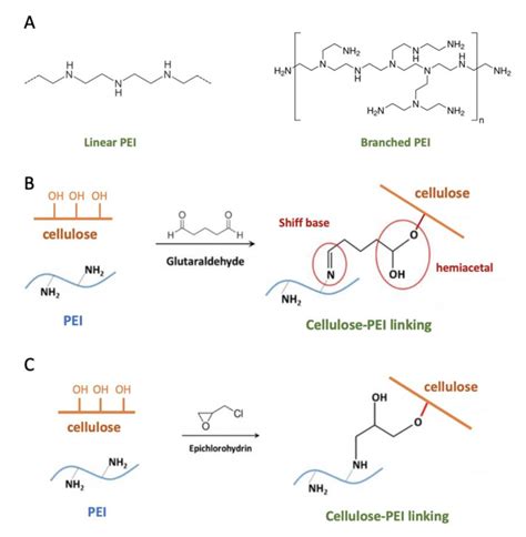 Linear And Branched Pei A Pei Cellulose Cross Linking By Download Scientific Diagram