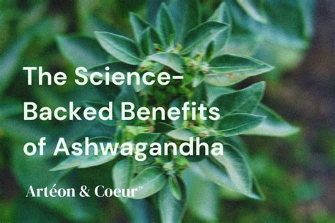 The Science Backed Benefits Of Ashwagandha Arteon And Coeur