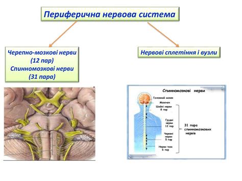 Будова нервової системи Центральна і периферична нервова система людини презентация онлайн