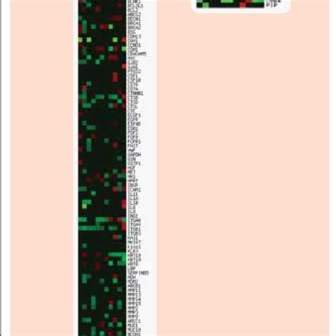 Hierarchical Clustering Analysis Representing Relative Gene Expression Download Scientific