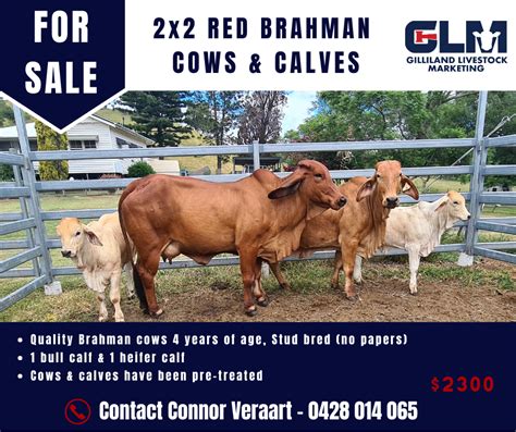 For Sale 2×2 Red Brahman Cows And Calves Gilliland Livestock Marketing