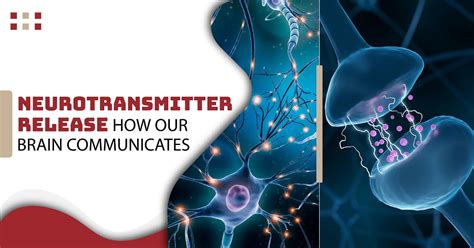 Neurotransmitter Release How Our Brain Communicates