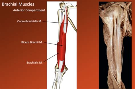 Muscles Of The Arm Flashcards Quizlet