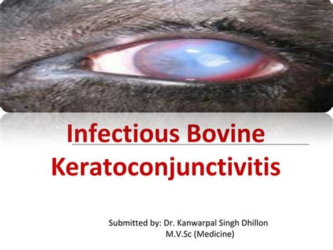 Pink Eye Or Infectious Bovine Keratoconjunctivitis