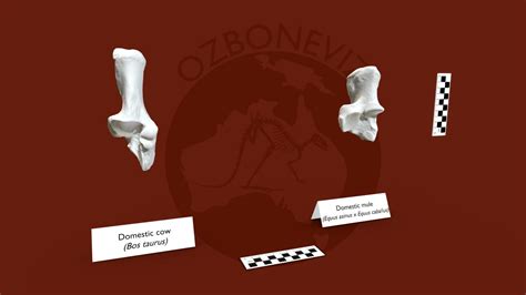 Large Mammal Calcaneus 3d Model By Ozboneviz [33bde65] Sketchfab