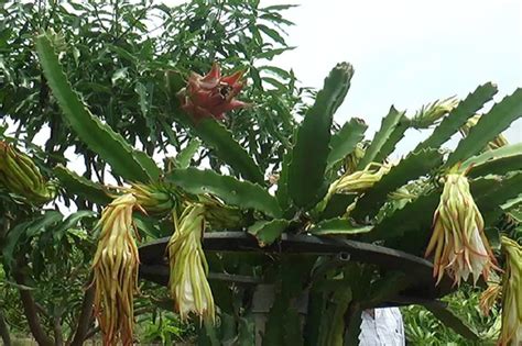 कम पानी में भी सफल खेती हो सके ऐसी फसल ड्रैगन फ्रूटdragon Fruit Ki