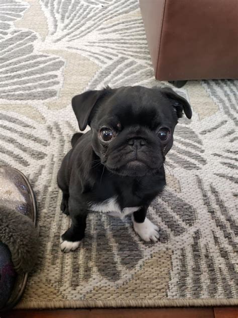 Little Pippi Does A Good Sit Rpugs