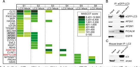 Figure 1 From Adaptor Complex Ap2 Picalm Through Interaction With Lc3 Targets Alzheimers App