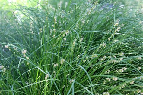 Carex Divulsa Grassland Sedge Shade Garden Plants Grassland