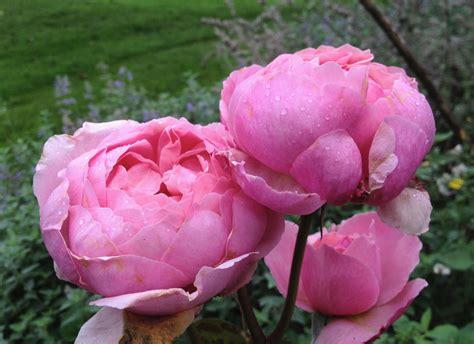 Роза английская Бразе Кадфаэль – купить в питомнике Дирижер Сада