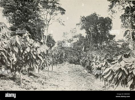Cocoa And Chocolate Their History From Plantation To Consumer 1920 20652502572 Stock Photo