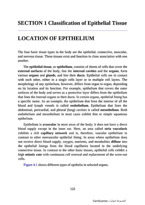 SOLUTION Classification Of Epithelial Tissue Studypool