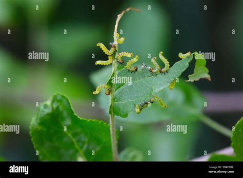 Sawflies Larvae Caterpillars Eating Leaves Wasp Like Insects That Are