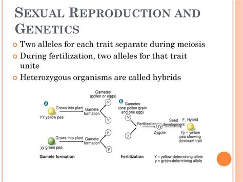 Mendelian Genetics Ppt Download