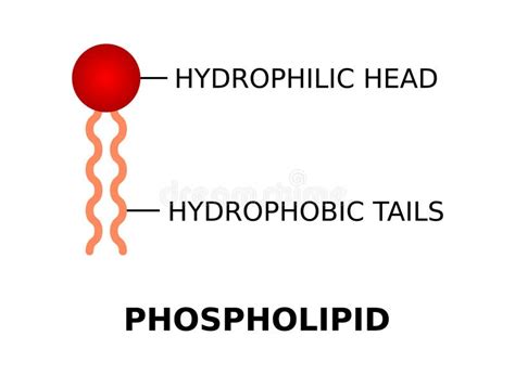Phospholipid Molecule Labeled