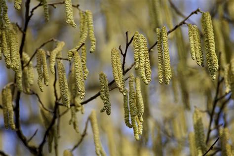 엷은 갈색 헤이즐넛 나무 개암나무 부드러운 Pixabay의 무료 사진