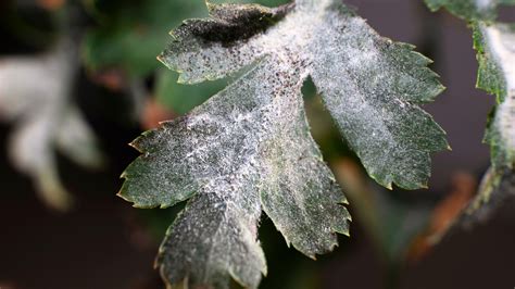 5 Delphinium Diseases Prevention And Treatment