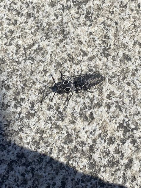 Whats This Bug Hes Was Big Irl Im Dying To Know Found In Washington Dc R Whatsthisbug