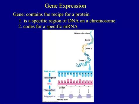 PPT Gene Expression PowerPoint Presentation Free Download ID