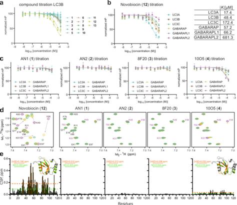 Critical Assessment Of Lc3 Gabarap Ligands Used For Degrader Development And Ligandability Of