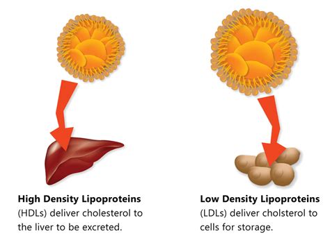 Cholesterol