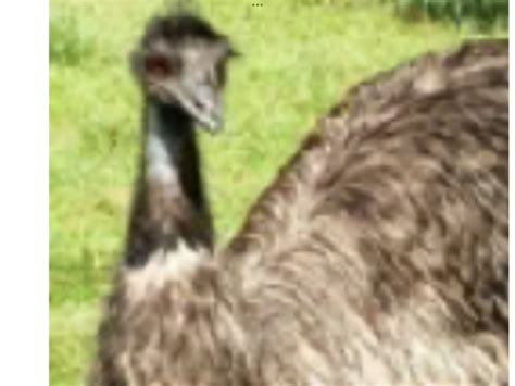 Patchwork Emu Patchwork Pals Wiki Fandom